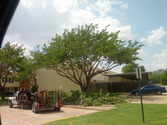 More Trees Trimmed – Grand Prairie Mountain Creek HOA, Inc.